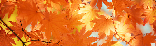 Autumn Art | Wall Art Prints – Page 26