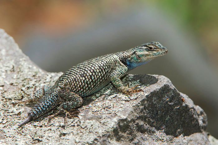 Spiny Lizard Ledge | Stretched Canvas – Wall Art Prints